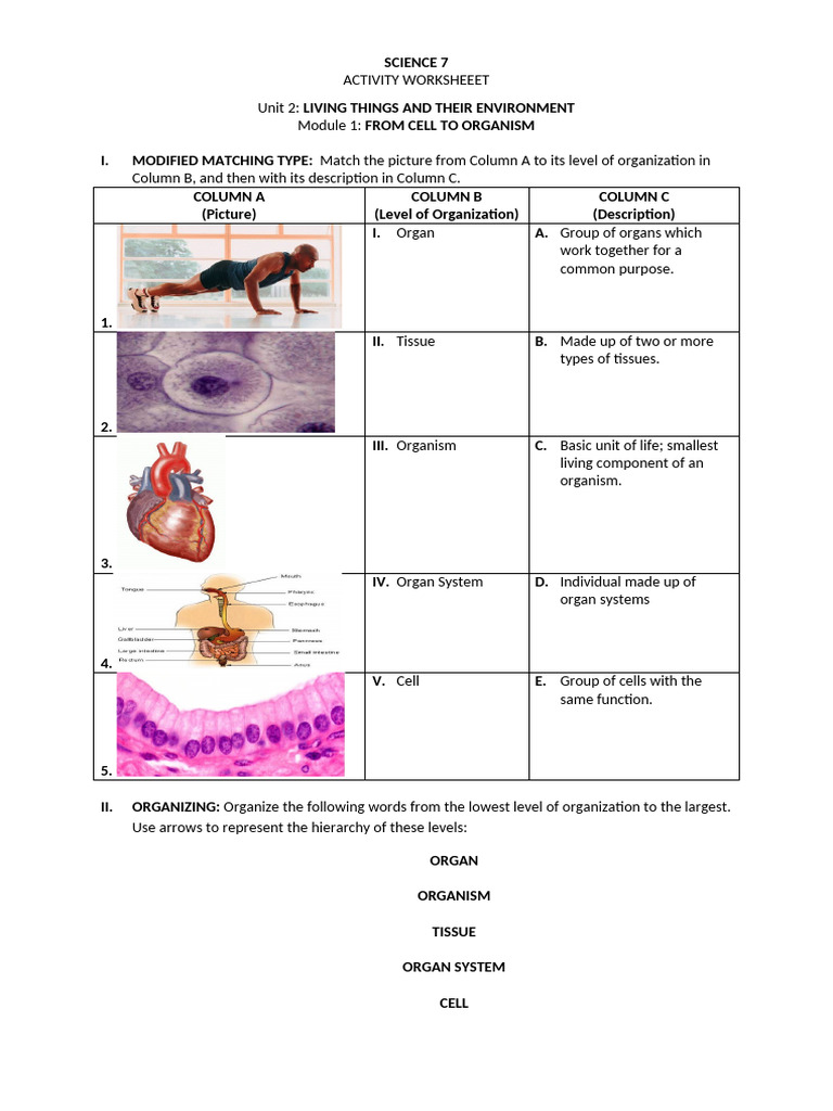 From Cell To Organism Worksheet | PDF