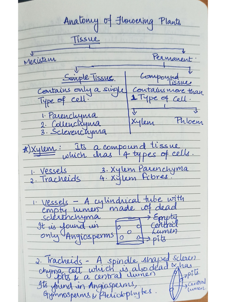Anatomy Ram's Notes | PDF