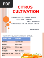 2020 Brix Values of Single Strength Juices | PDF | Fruit | Plants