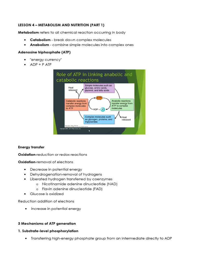Lesson 4 - Metabolism and Nutrition | PDF