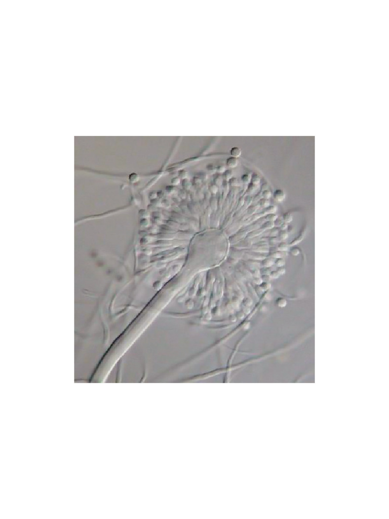 Aspergillus Versicolor | PDF