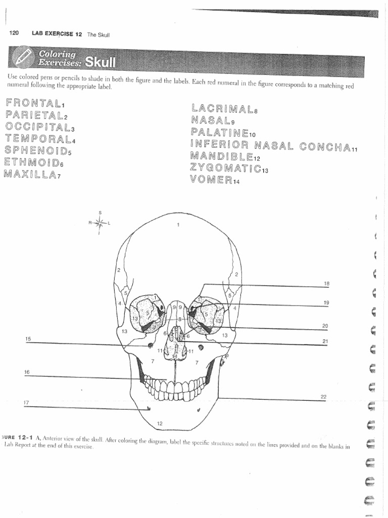 Skull Colouring Sheets | PDF