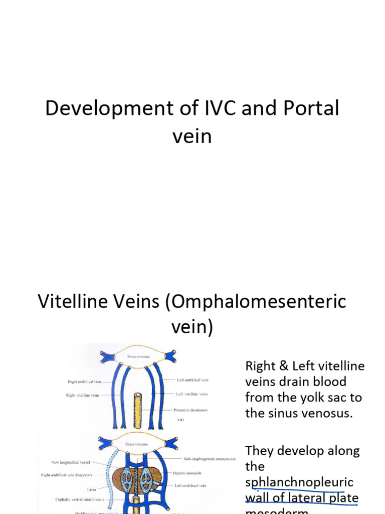 Development of IVC and Portal Vein | PDF