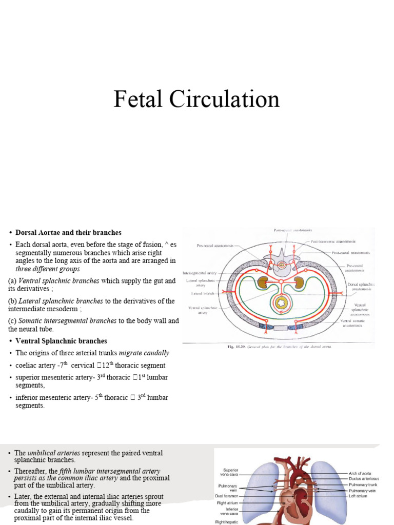 Fetal Circulation | PDF