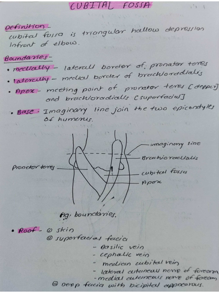Cubital Fossa SAQ 5 Marks | PDF