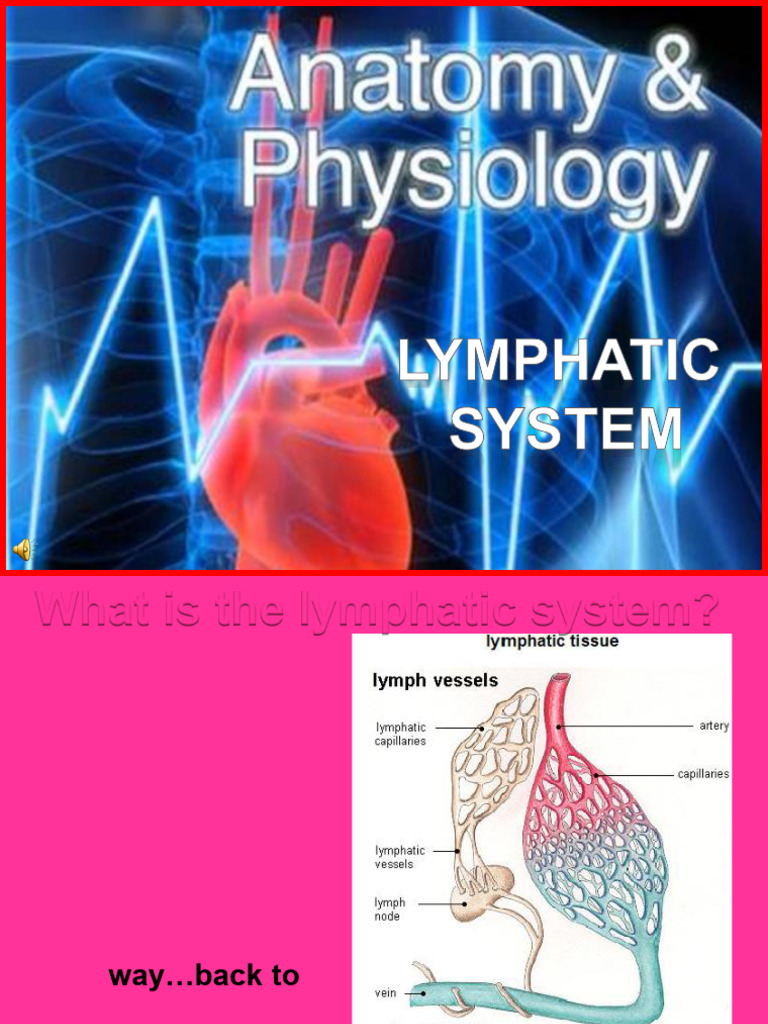 Lymphatic System | PDF