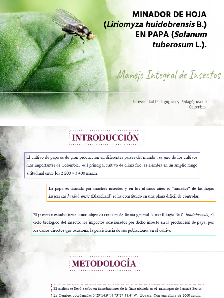 Generalidades Del Minador de Hoja en Papa (Liriomyza Huidobrensis b ...