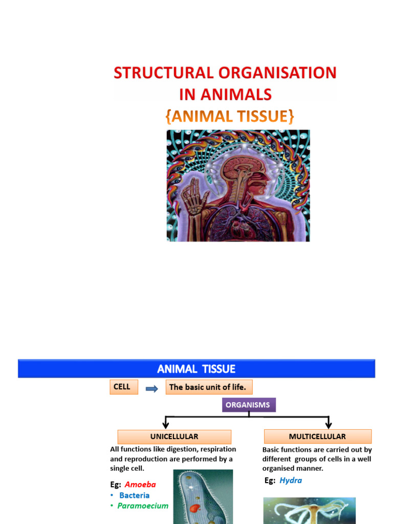 Animal Tissue Handout | PDF