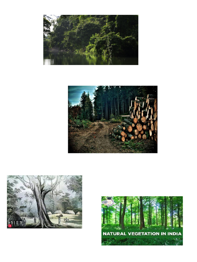 Deforestation | PDF