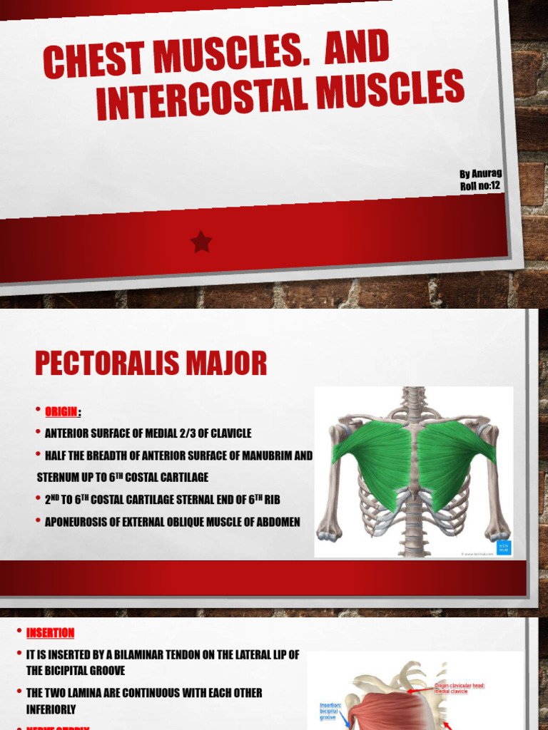 Chest Muscles and Intercoastal Muscle | PDF | Soft Tissue ...