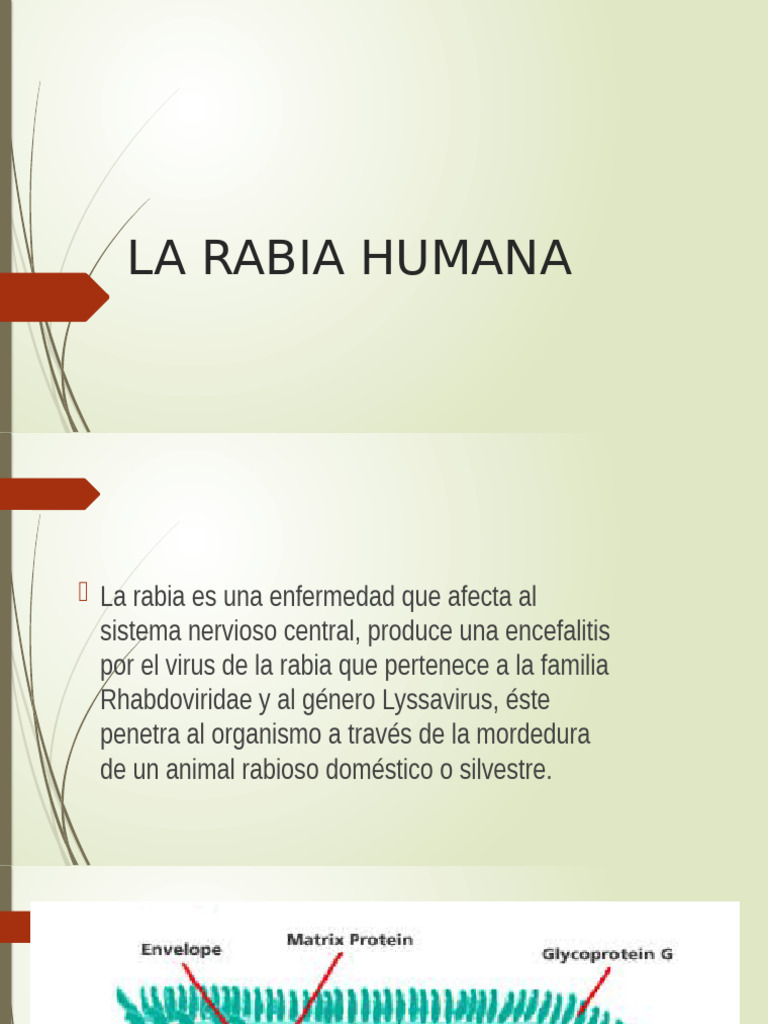 La Rabia Humana | PDF