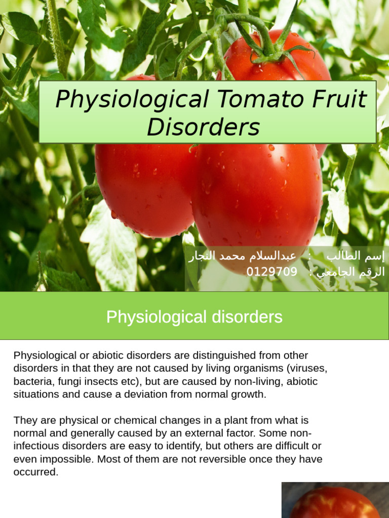 Physiological Tomato Fruit Disorders | PDF