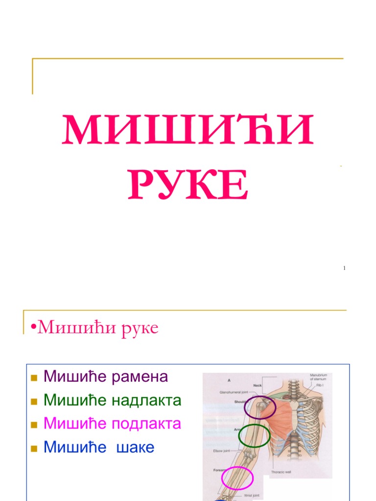 07-8. Misici Ruke I - M