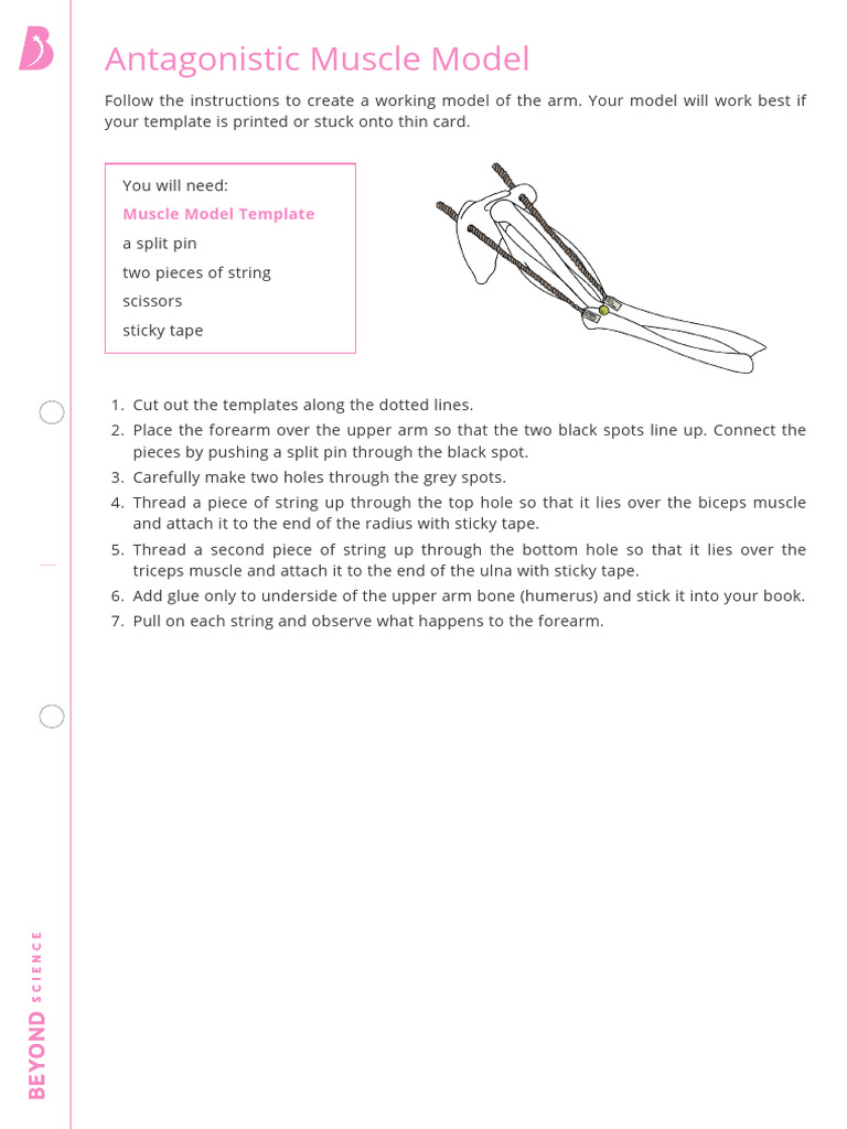 Antagonistic Muscle Paper Model Instructions | PDF