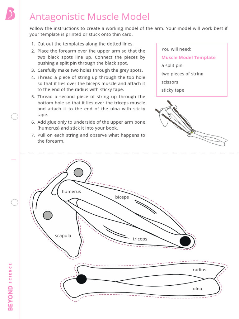 Antagonistic Muscle Paper Model Instructions and Template Labelled | PDF