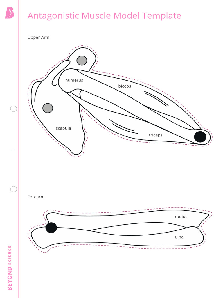 Antagonistic Muscle Paper Model Template Labelled | PDF