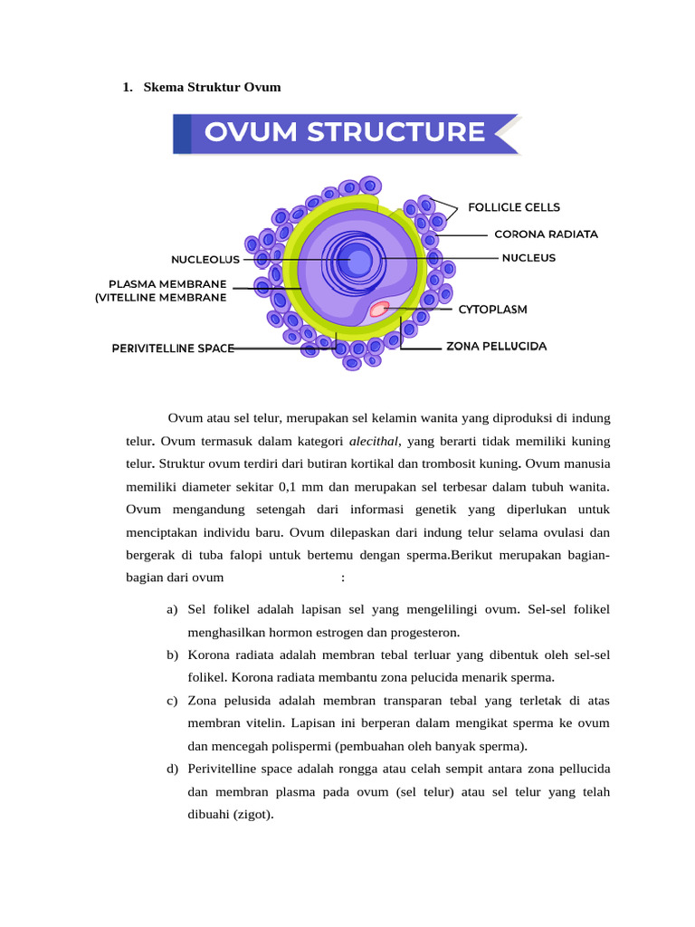 Skema Struktur Ovum | PDF
