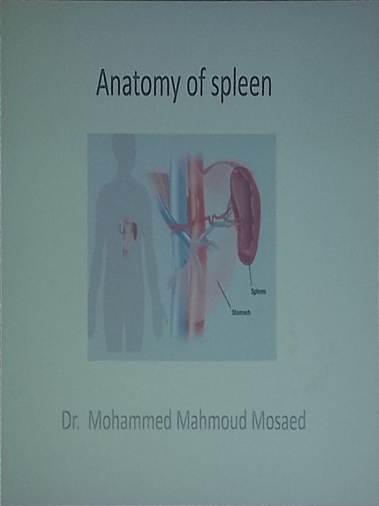 G. Anatomy (Spleen) Apr 30, 2024 | PDF