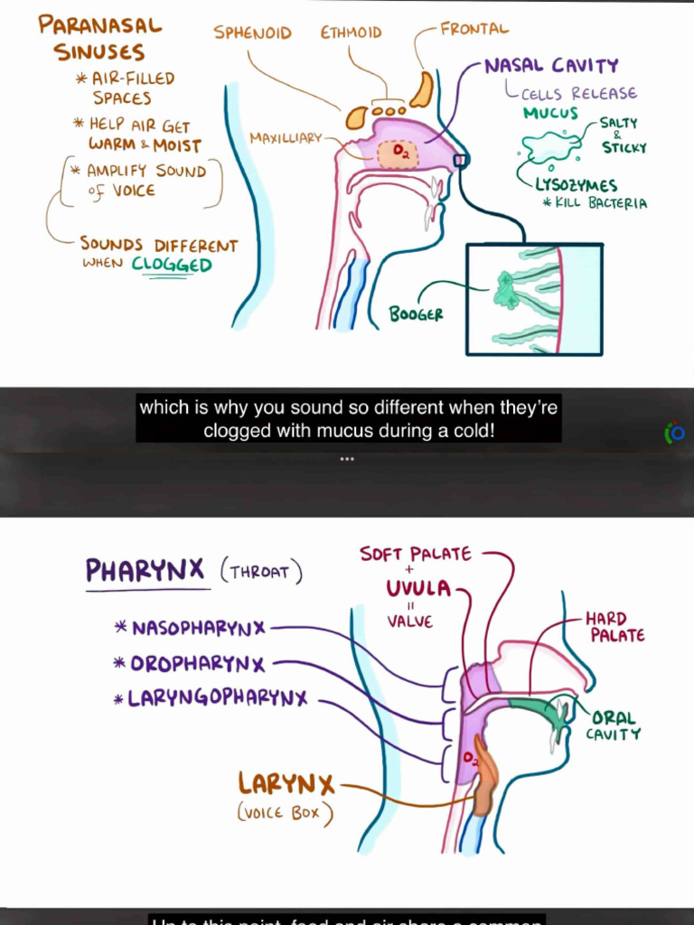 Respiratory System Anat | PDF