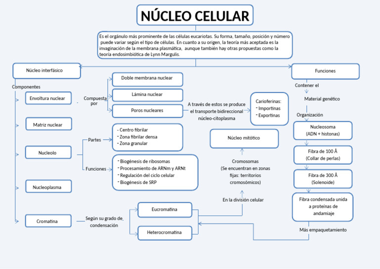 Mapa Conceptual Del Nucleo Celular 3 | PDF