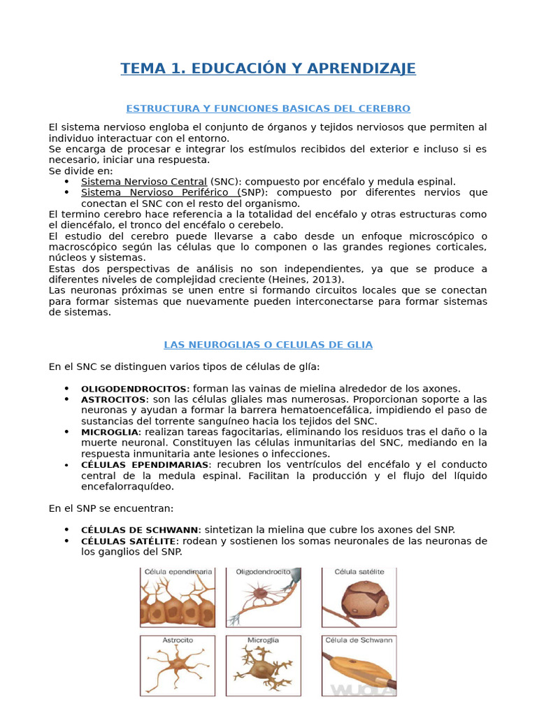 Estructura y Funciones del Cerebro | PDF | Neurona | Sinapsis