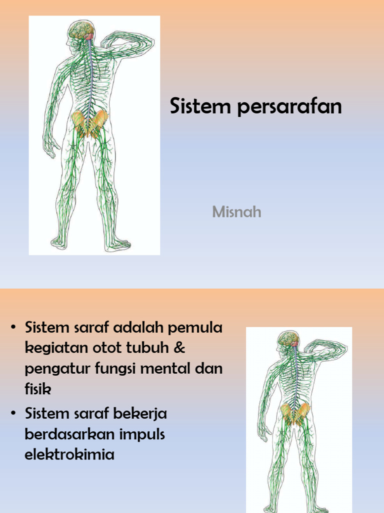 Sistem Saraf | PDF