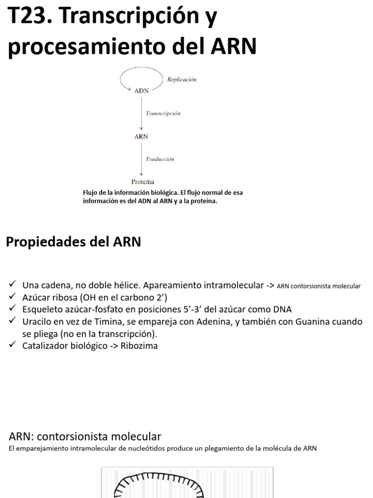 T23y24 - TRANSCRIPCION y TRADUCCION - MORTEGA | PDF
