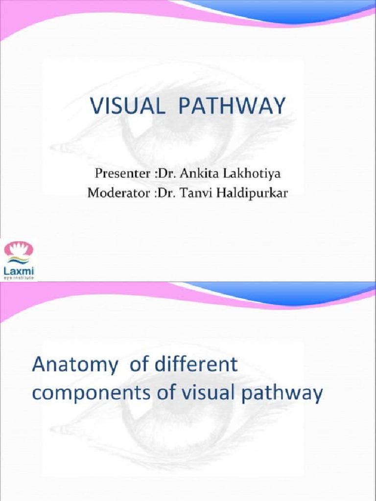 Visual Pathway | PDF