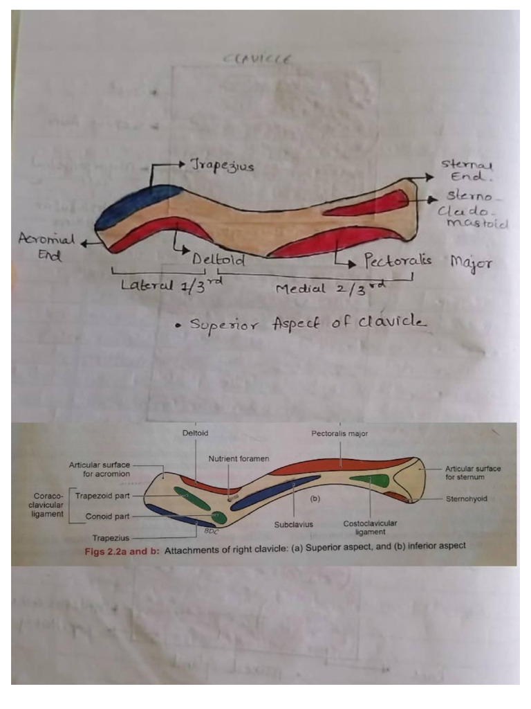 Anatomy practical (clavicle and scapula ) | PDF