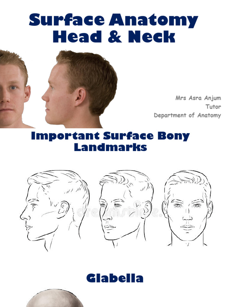 Head&Neck SurfaceAnatomy | PDF | Common Carotid Artery | Science ...
