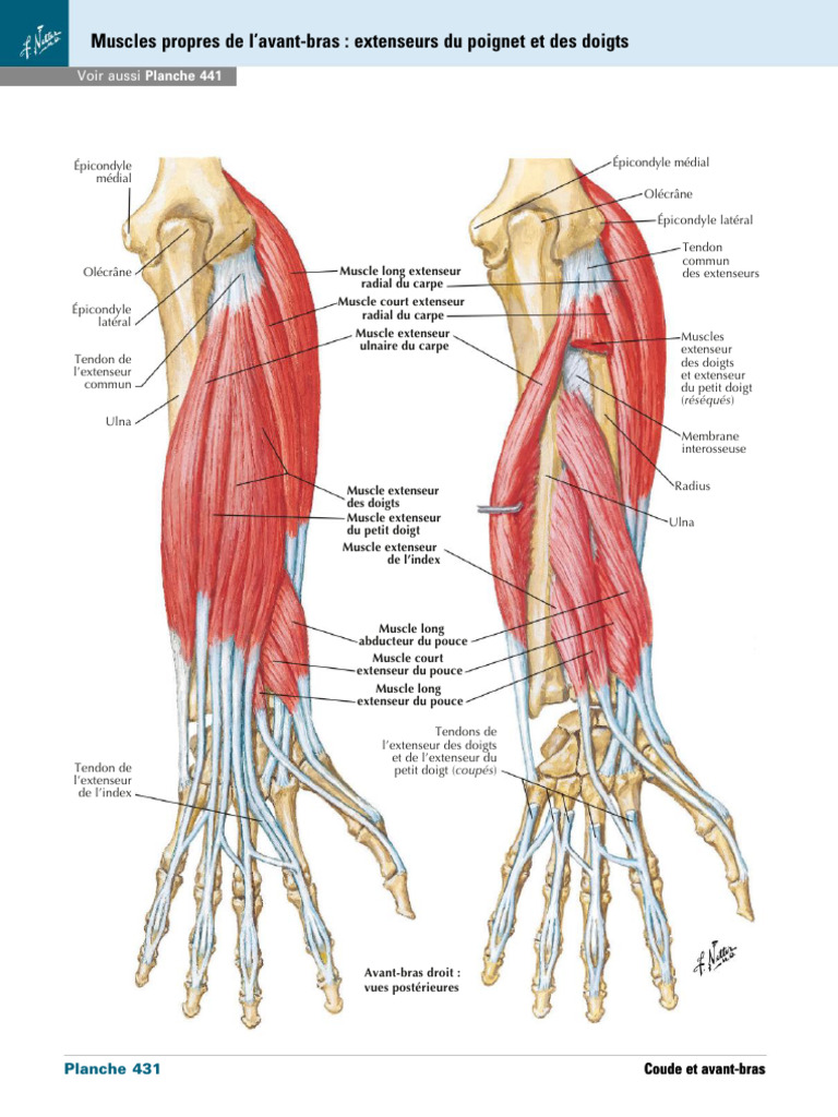 Muscles Propres de L'avant-Bras Extenseurs Du Poignet Et Des Doigts | PDF