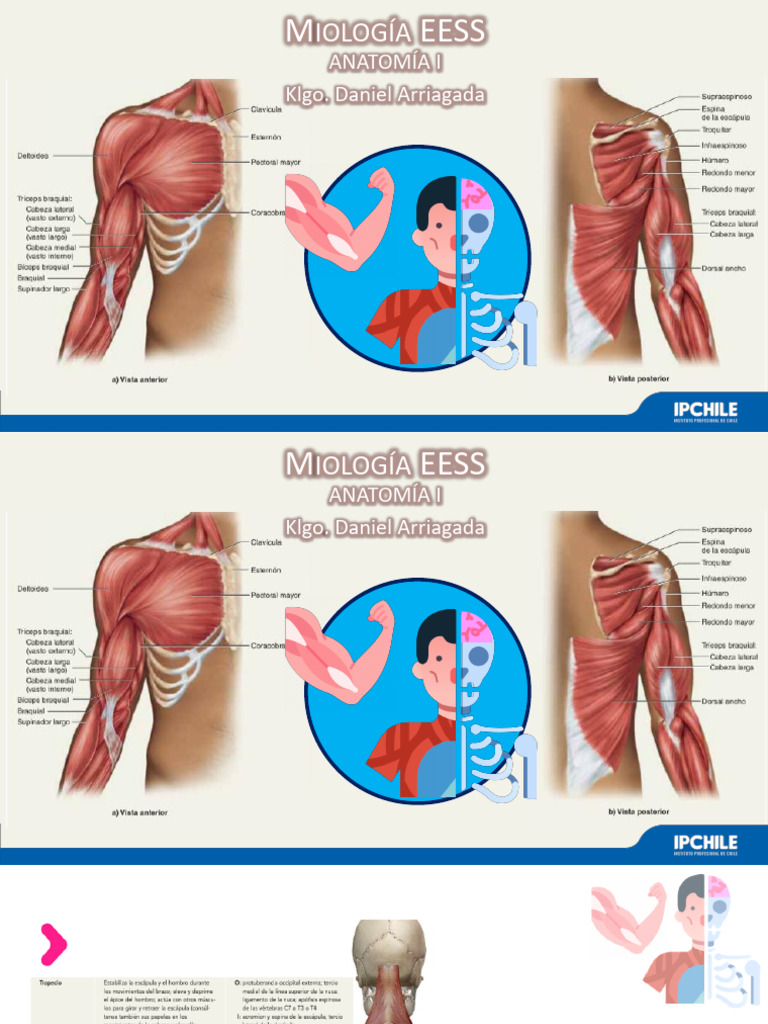 U3.2 Miología EESS | PDF