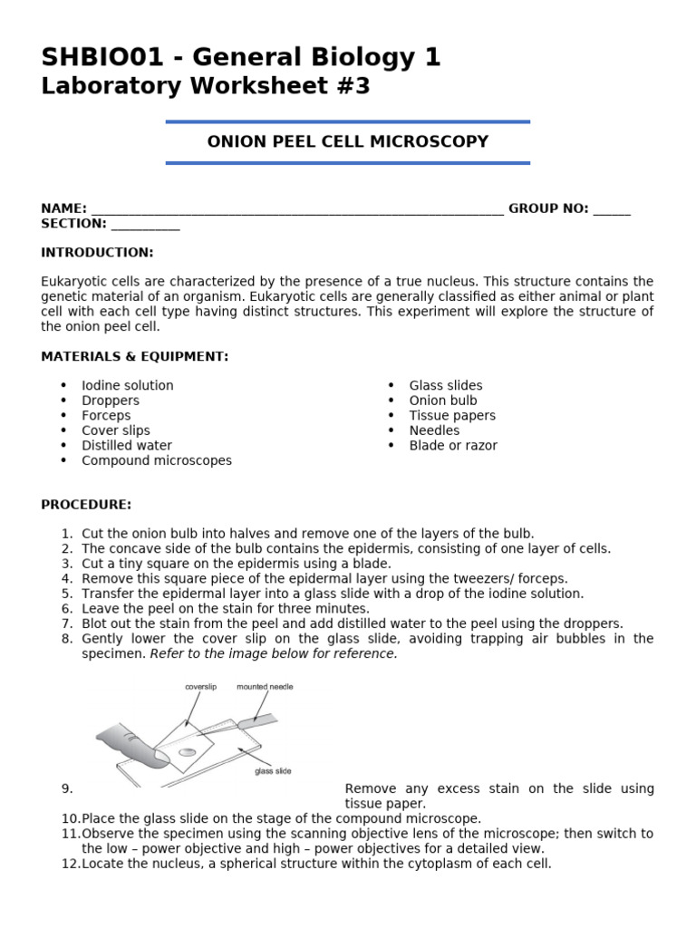 Shbio01 - General Biology 1 - Onion Peel Cell Laboratory Worksheet 3 | PDF