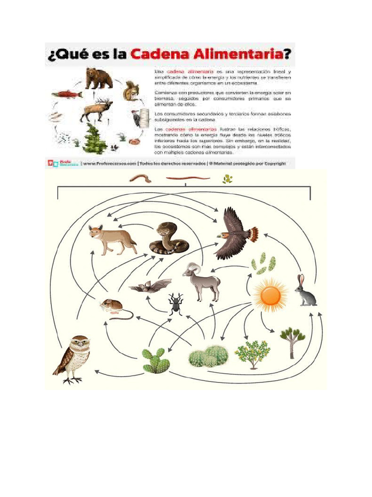 cadena alimenticia | PDF