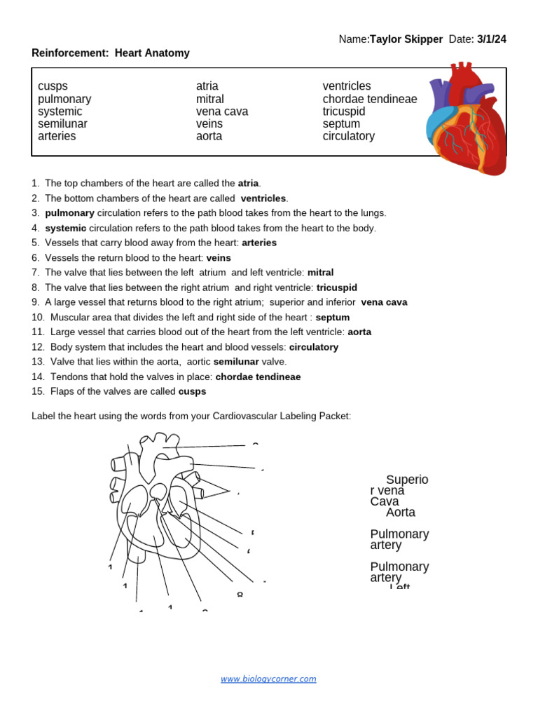 Copy of Copy of Reinforcement_ Heart Anatomy | PDF