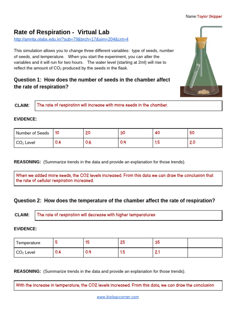 Taylor Skipper's Copy of Investigation - Rate of Respiration Virtual ...