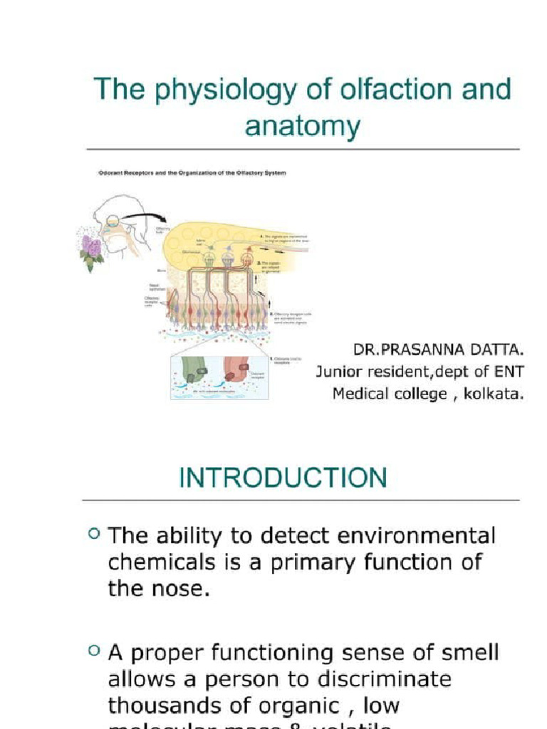 Olfactory System | PDF