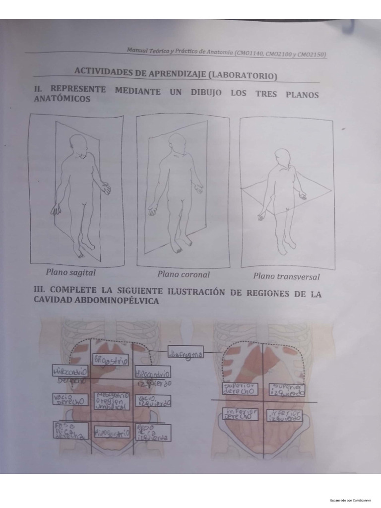 Modulo 1 Anatomia Laboratorio Pdf