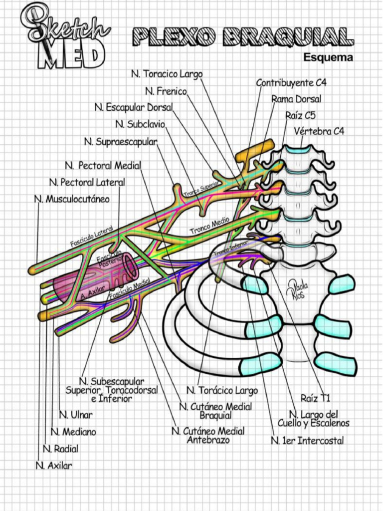 Plexo Branquial (Esquema) | PDF