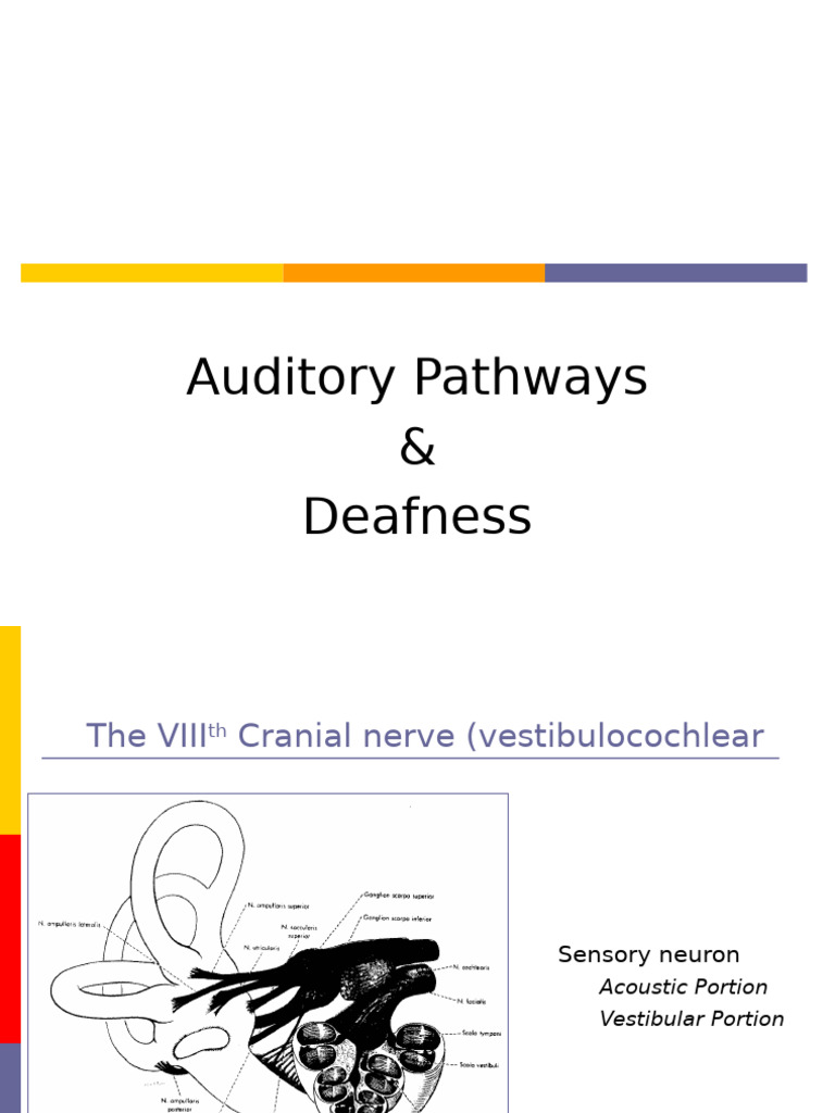Auditory Pathways & Deafness | PDF