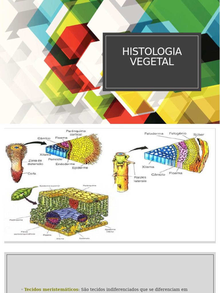 Histologia Vegetal | PDF