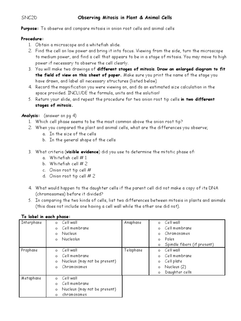 Lab Mitosis in Plant and Animal Cells | Download Free PDF | Mitosis ...