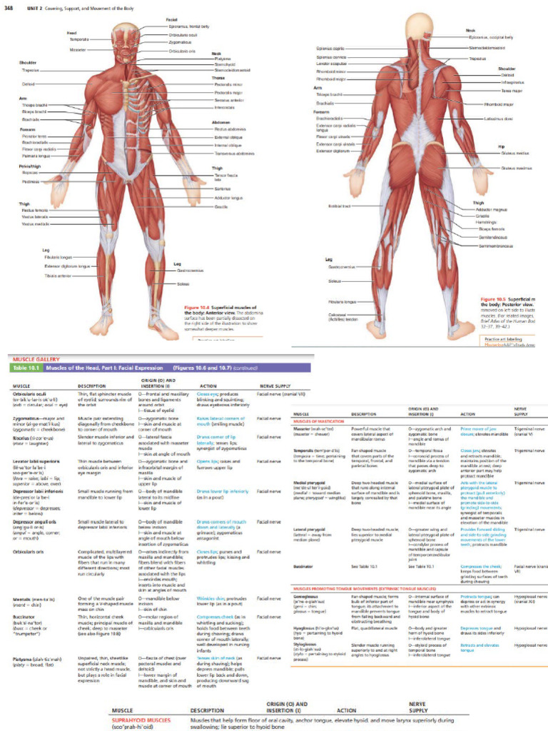 anaphy additionals | PDF