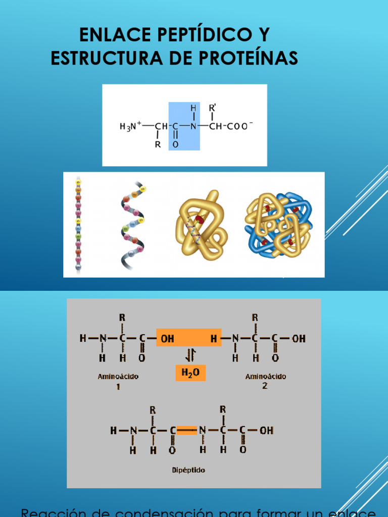 Enlace Peptídico y Estructura de Proteínas | PDF