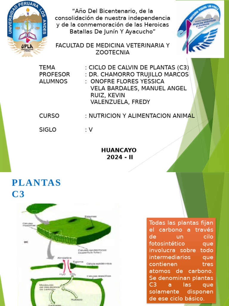 Plantas C3 | PDF