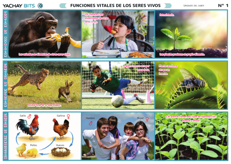 Funciones Vitales de los Seres Vivos | PDF