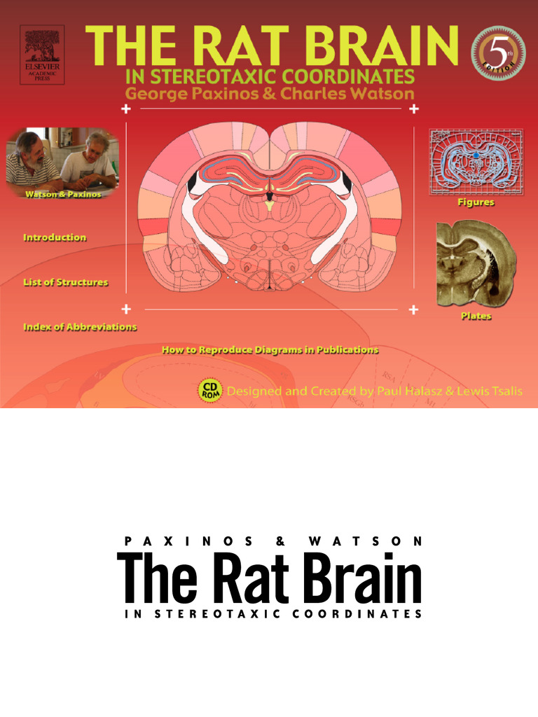 Rat Brain Atlas | PDF
