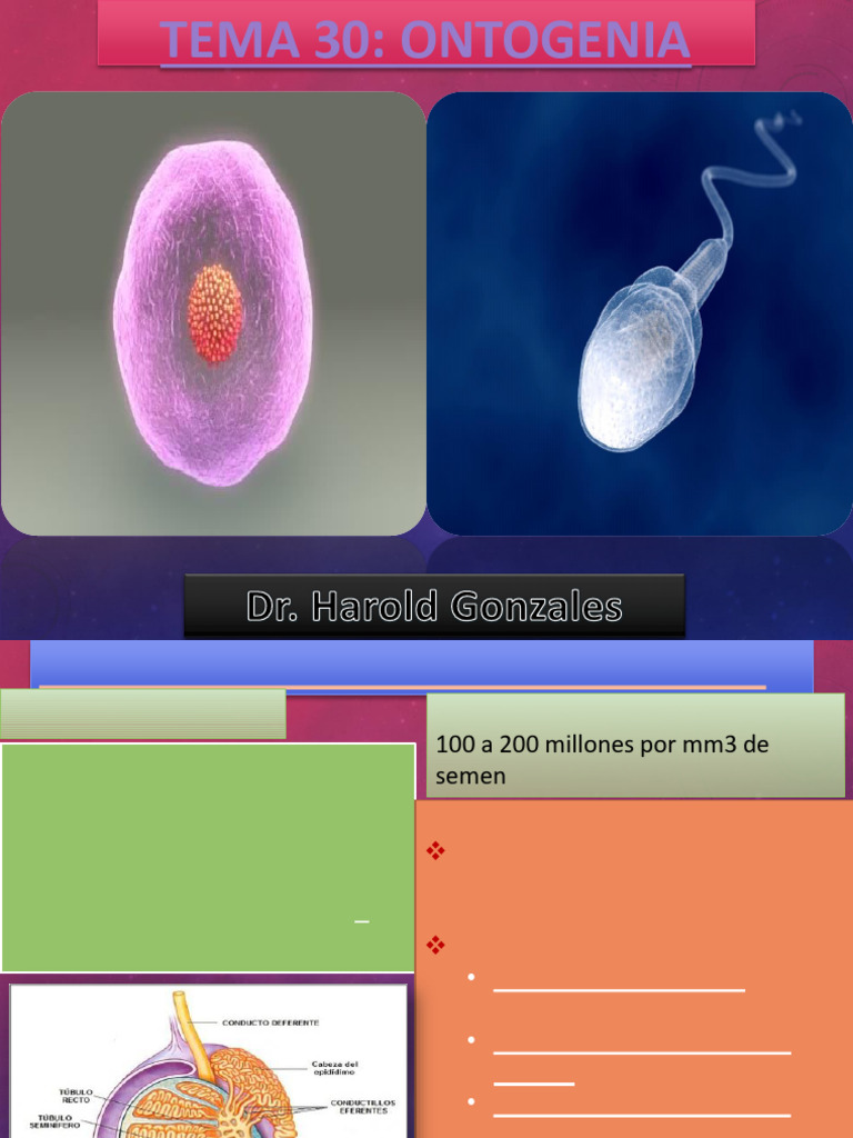 Ontogenia | PDF