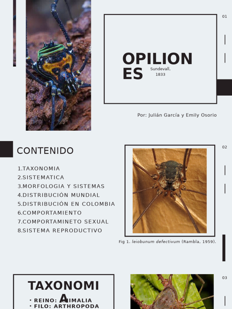 OPILIONES | PDF