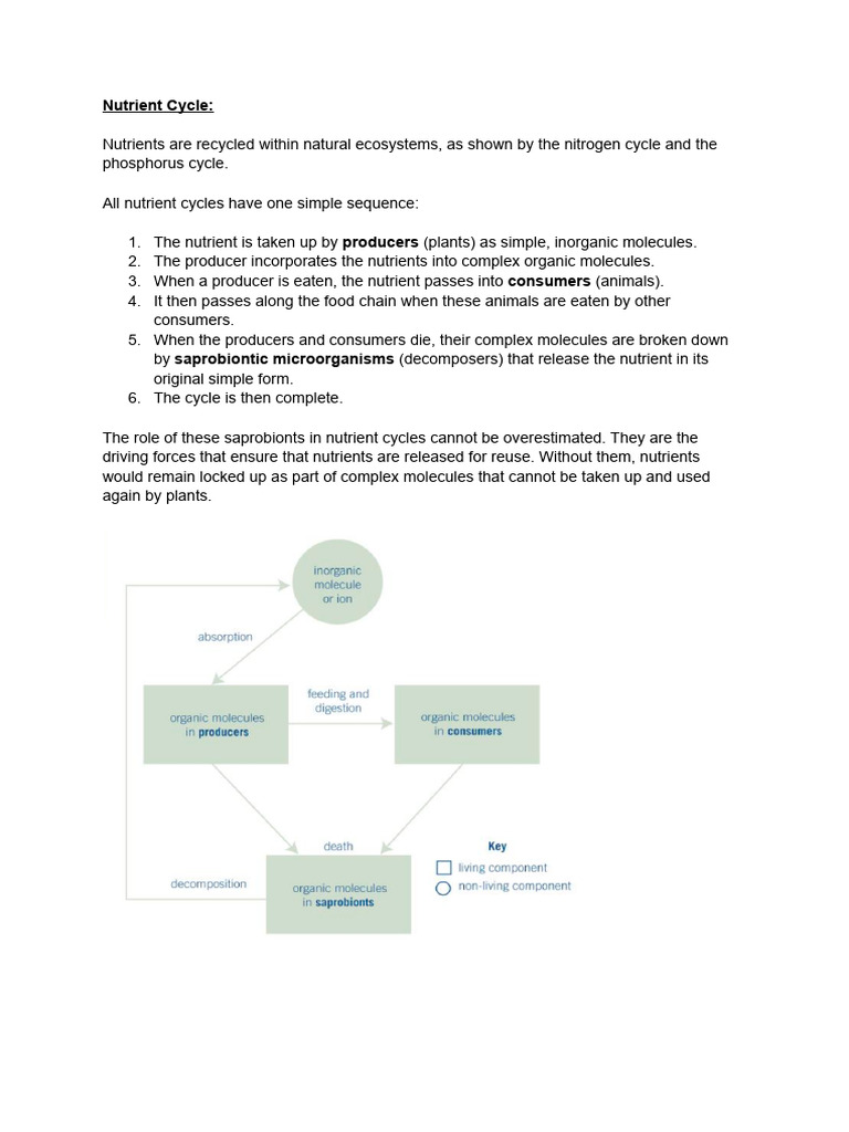 Nutrient Cycle | PDF
